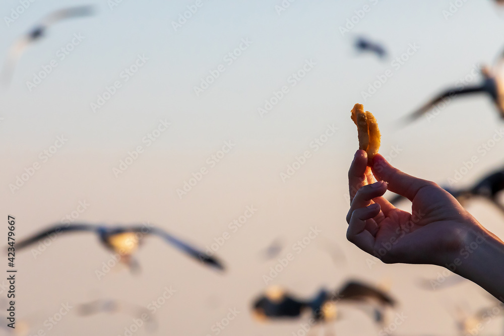 Feed seagull birds with hand or arm of women at Bang poo, Samutprakan ...