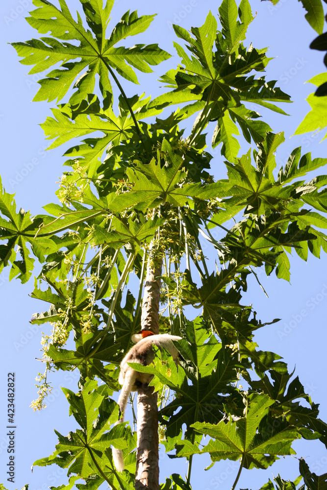 Papaya tree with large leaves, the trunk of which is climbing a ...