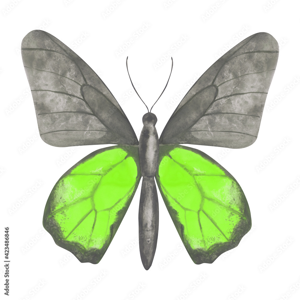 Green and gray butterfly clipart. Watercolor butterfly isolated on a ...