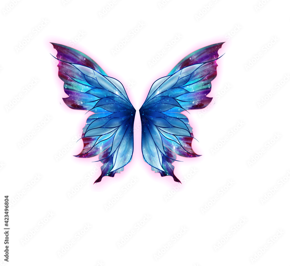 butterfly blue isolated insect white wing nature wings beauty fly ...