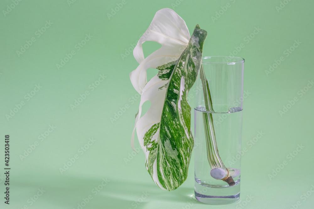 Monstera Half Moon leaf in glass with water closeup. White and green ...