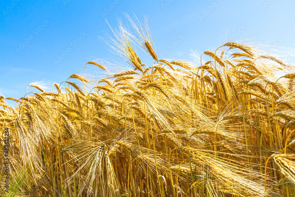 Sommerliches Gerstenfeld. Der Gersten ist reif und er steht kurz vor ...