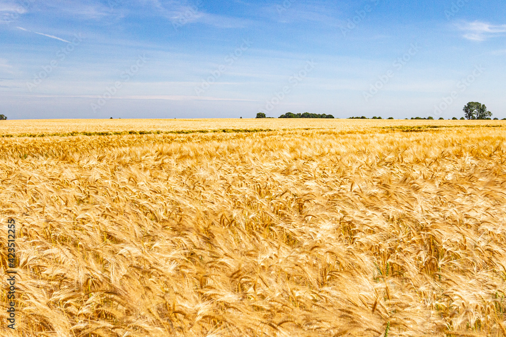 Sommerliches Gerstenfeld. Der Gersten ist reif und er steht kurz vor ...