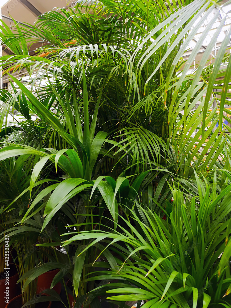 Close up of green areca palm plant, indoor palm tree. Howea forsteriana ...