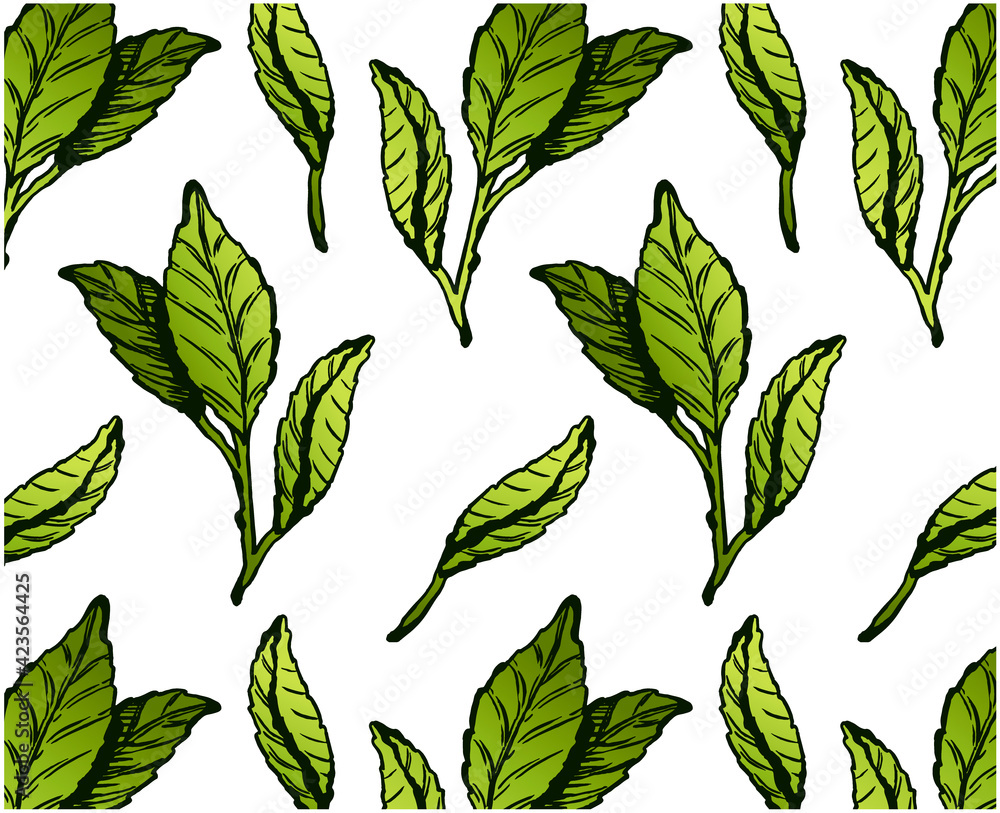 Green tea leaves pattern isolated on white background. Sketch hand ...