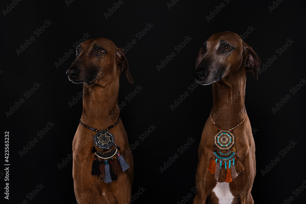 Portrait of two Azawakh dogs an african dog breed which is tall and ...