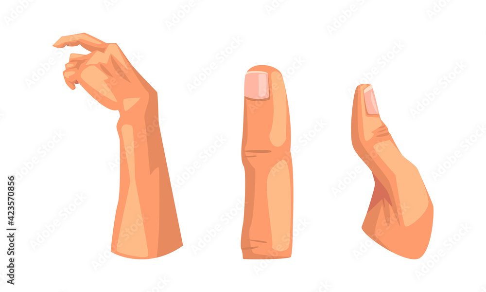 Body Parts with Arm, Finger and Thumb Vector Set Stock Vector | Adobe Stock