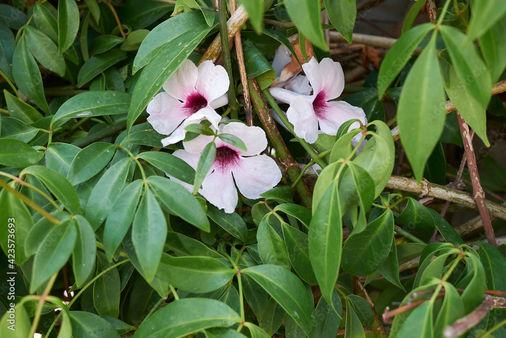 Pandorea jasminoides Stock Photo | Adobe Stock