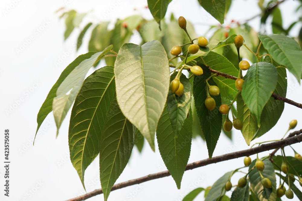 Fruit and leaves of Prunus cerasoides on nature. Stock Photo | Adobe Stock