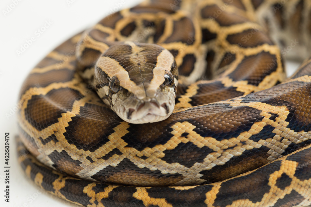 Snake Burmese Python, Python molurus bivittatus, isolated on white ...
