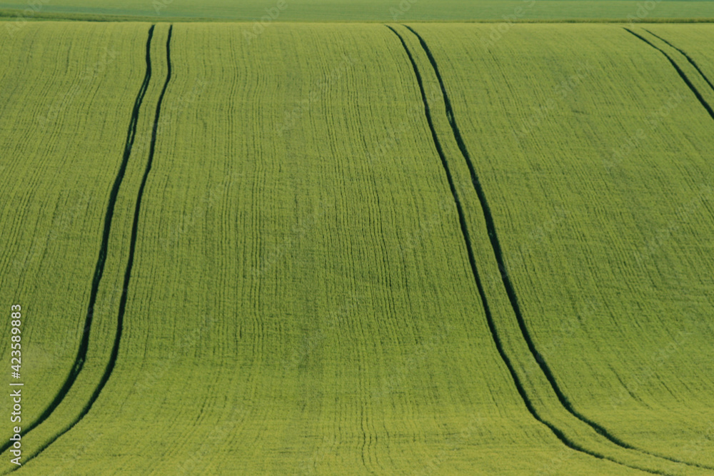 Paysage de champs cultivés, de grandes étendues de cultures en ...