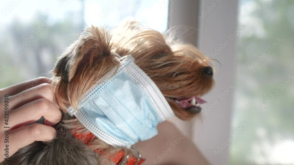 dog in a medical mask. coronavirus pandemic concept. little teenage ...