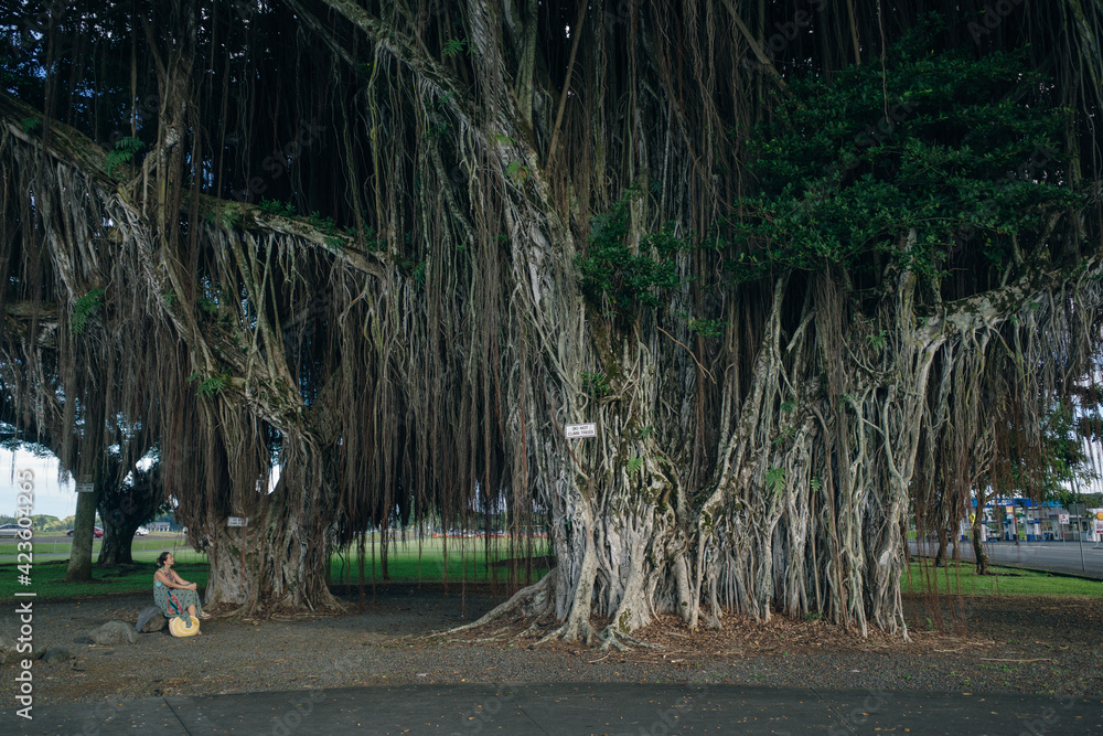 girl Banyan Drive is a tree-lined street at the shoreline of Hilo ...