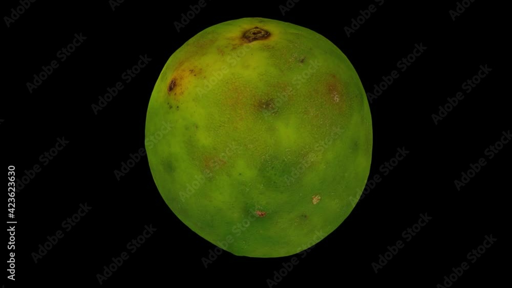 Realistic render of a spinning Native Philippine Orange on black ...