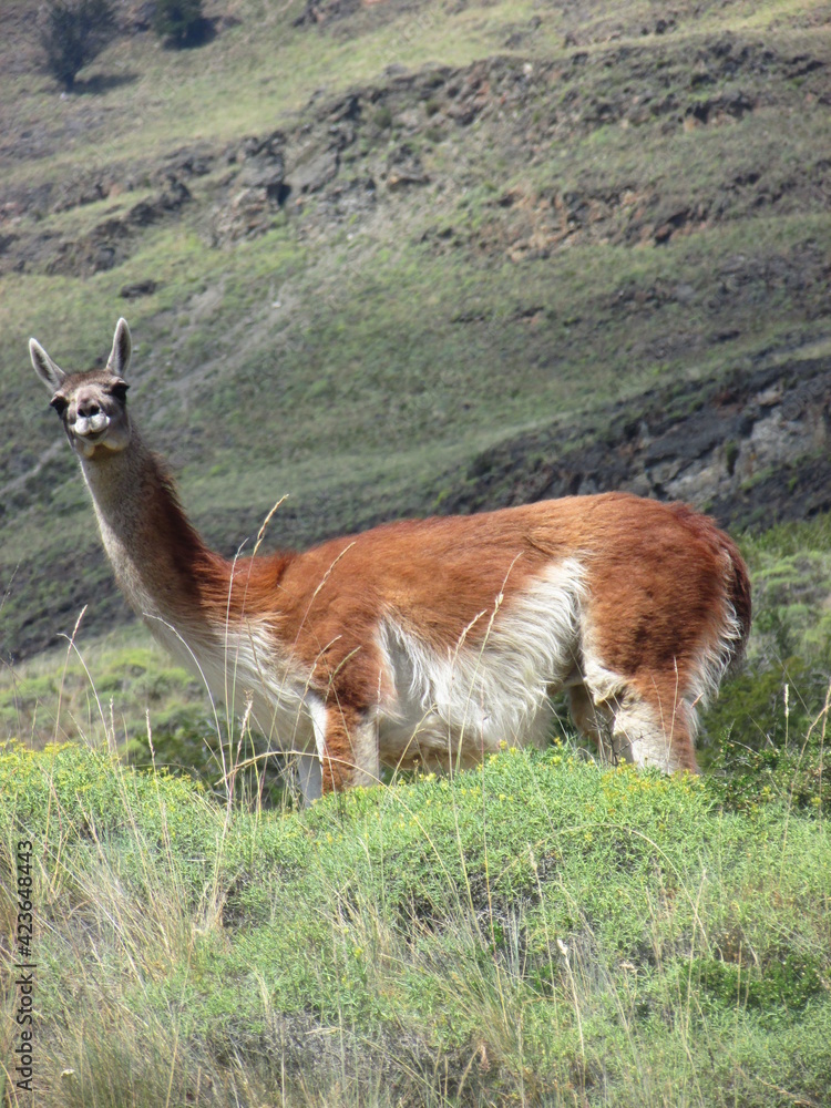 Guanaco, camélido sudamericano, en la carretera Austral, Patagonia ...