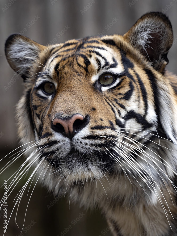 Portrait of female Sumatran Tiger, Panthert tigris Sumatrae, which ...