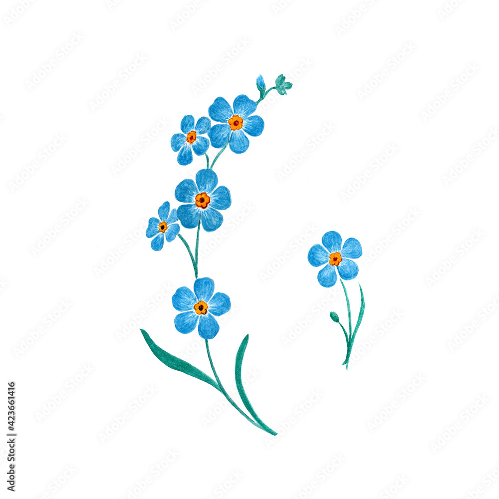 orget me not flowers set isolated on white background. Botanical line ...