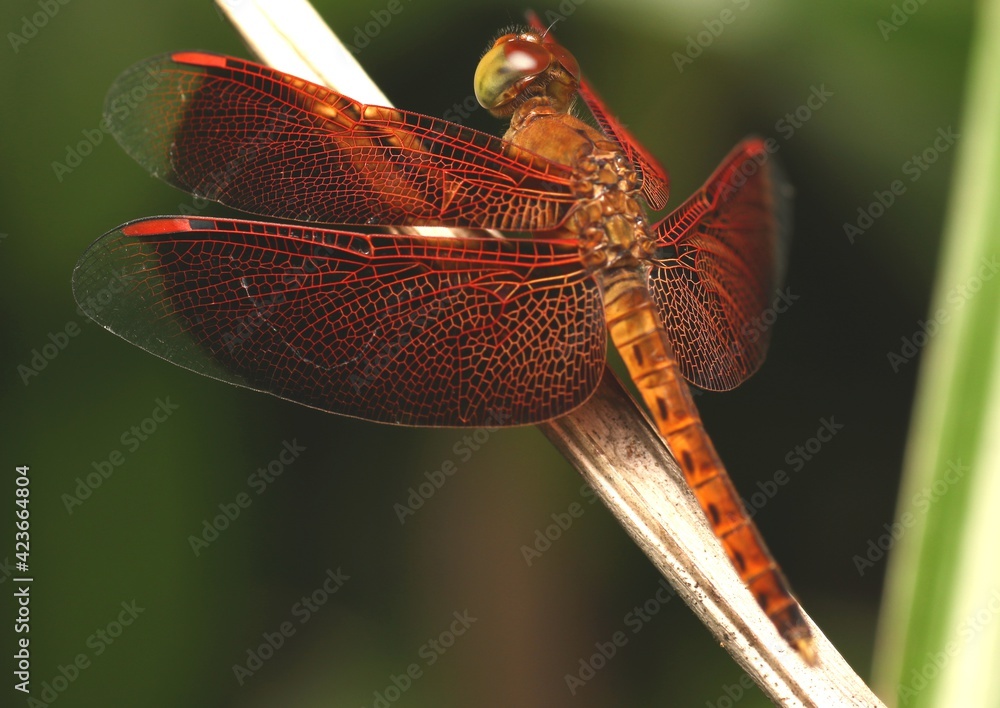 Side View of Common Parasol (Neurothemis Fluctuans) on The Leaves Stock ...