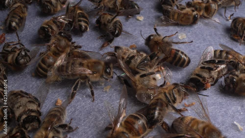 The bees are dying. A dead bees close up. The death of honey bees and ...