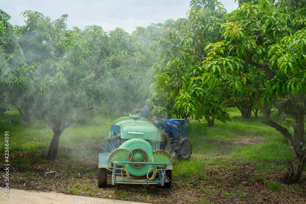 Tractor sprays insecticide in mango orchard fields Stock Photo | Adobe ...