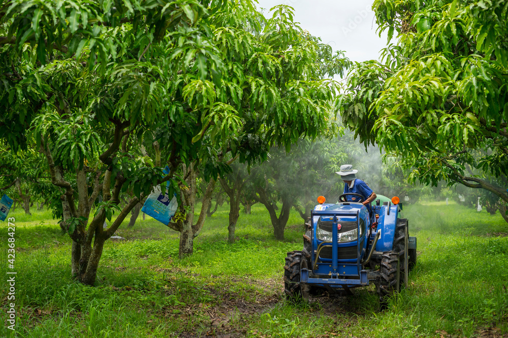 Tractor sprays insecticide in mango orchard fields Stock Photo | Adobe ...
