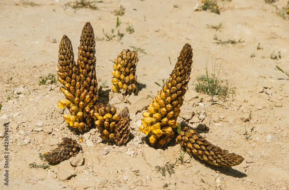 Cistanche, orobranche, Cistanche tubulosa, Tubulosa Cistanche, Désert ...