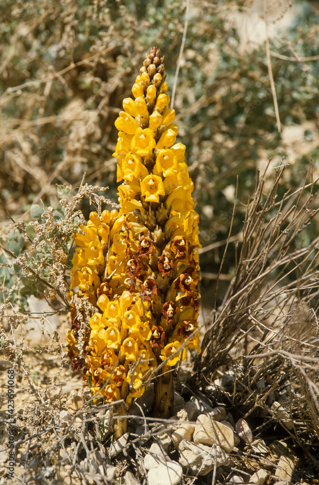 Cistanche, orobranche, Cistanche tubulosa, Tubulosa Cistanche, Désert ...