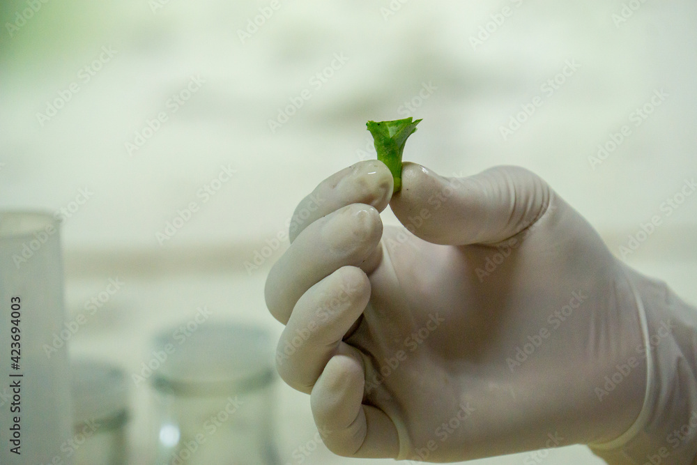 Plant tissue culture science research laboratory grown green plant in ...