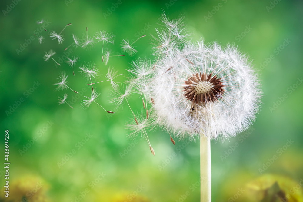 Dandelion Seeds Blowing Photography