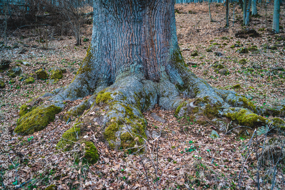 großer Baumstamm Stock Photo | Adobe Stock