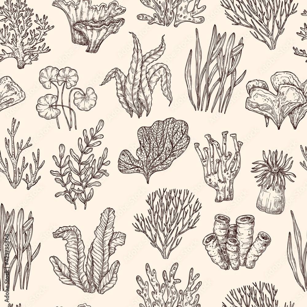 Ocean Plant Life Drawings