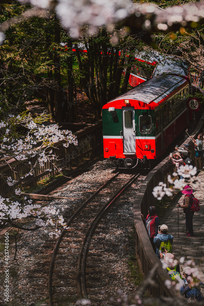 Spring concept-forest train on railway with beautiful cherry blossom in ...