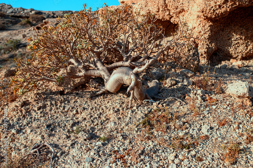 The sweet tabaiba plant (Euphorbia balsamifera) traditionally used as ...