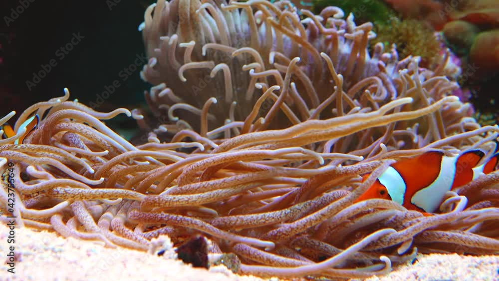 Male and female clown fish, Anemonefish (Amphiprion ocellaris) swim ...