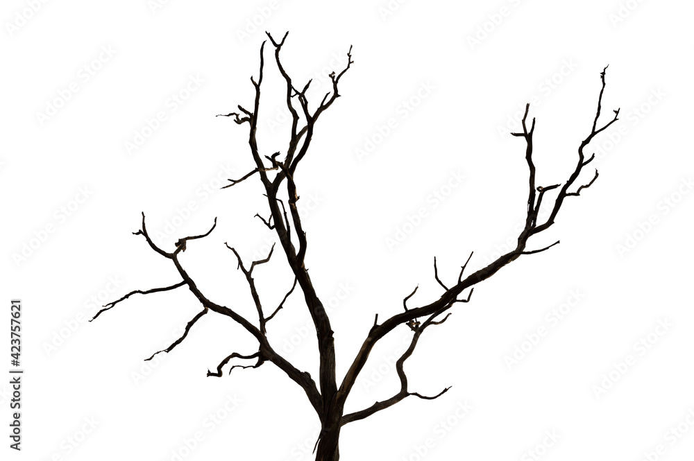 Dry branch of dead tree with cracked dark bark.beautiful dry branch of ...