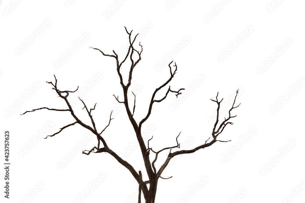 Dry branch of dead tree with cracked dark bark.beautiful dry branch of ...