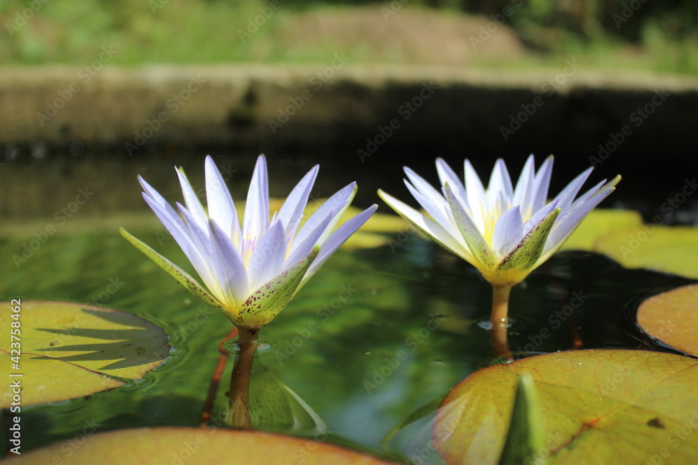 Nymphaea caerulea - planta aquática retratada na mitologia egípcia ...