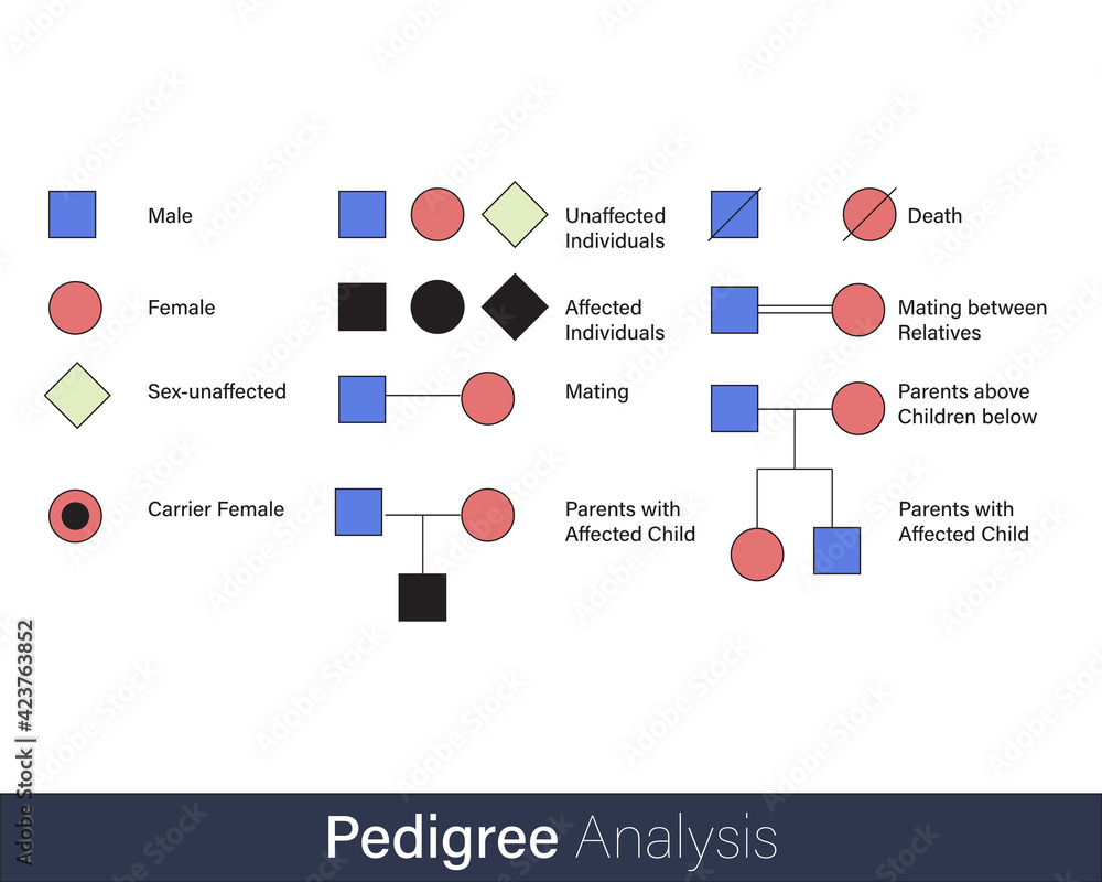 pedigree Analysis for family history of hereditary diseases tracing ...