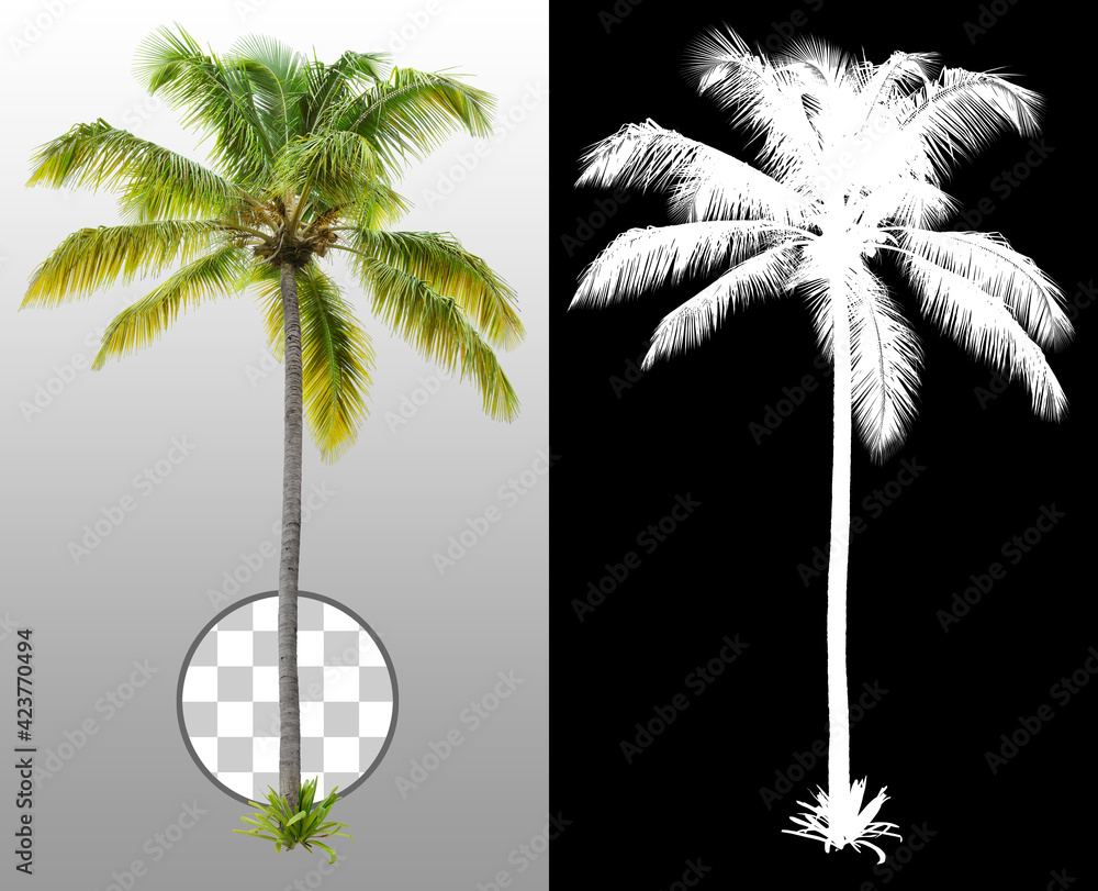 Cut out palm tree. Green tree isolated on transparent background via an ...