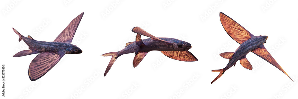 flying fish, set of Exocoetidae isolated on white background Stock ...