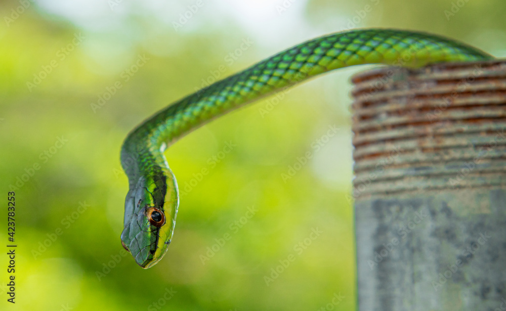 culebra, verde, reptilia, naturaleza, animal, fauna, árbol, víbora ...