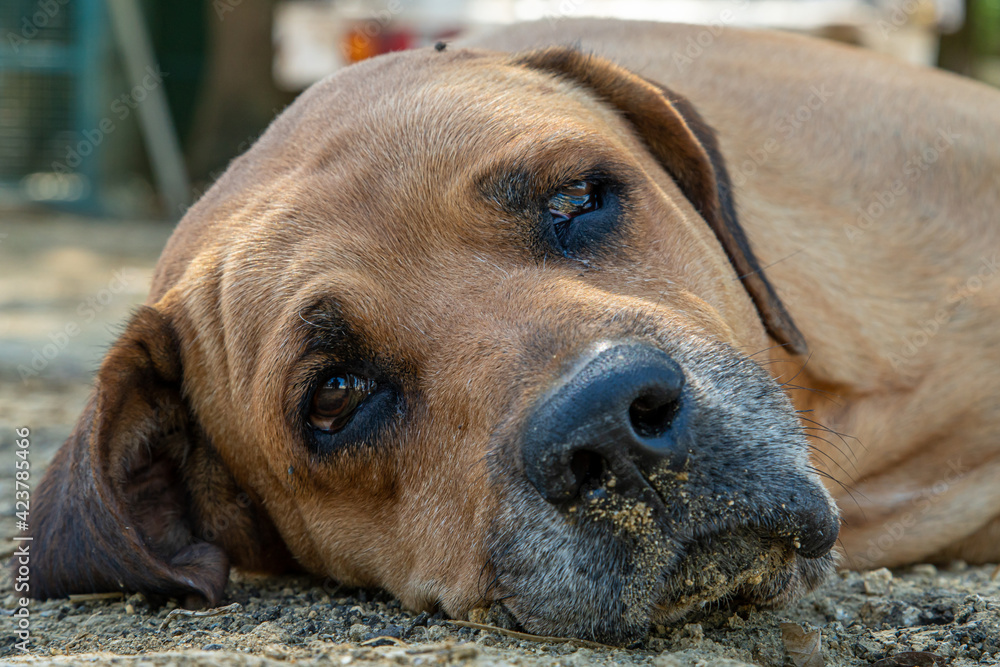 perro, mascota, animal, café, canino, cachorro, retrato, cuca ...