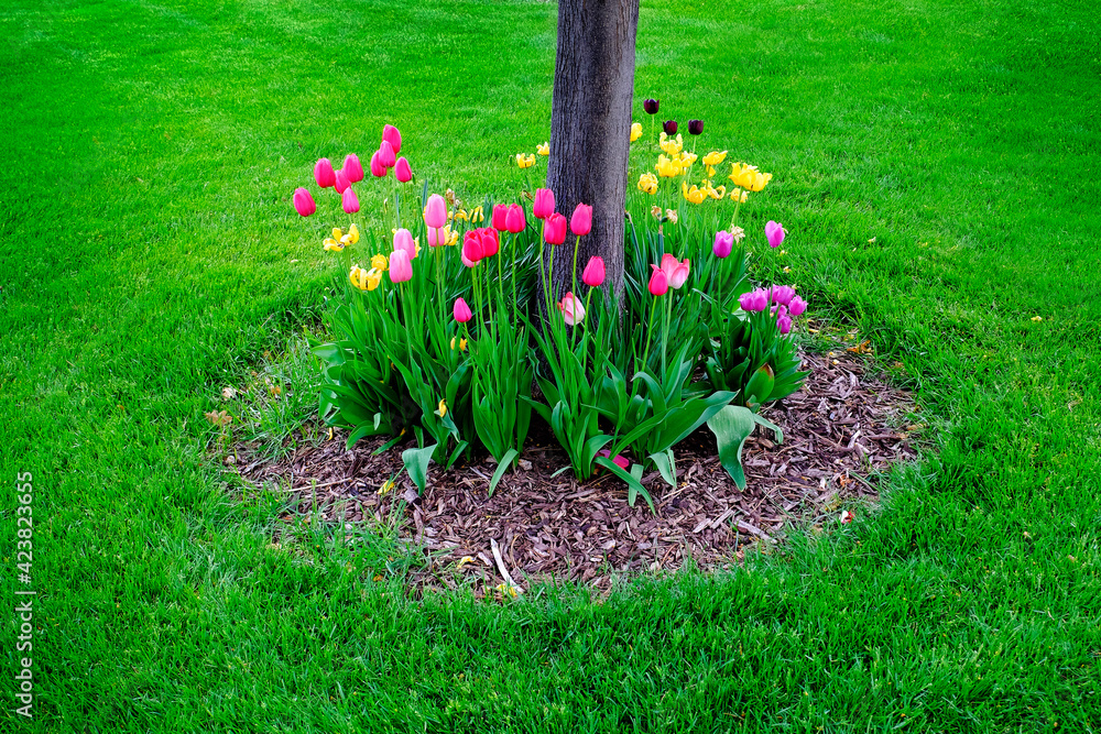 Flowers Garden Planted Around Tree Circular Circle Gardening Stock ...