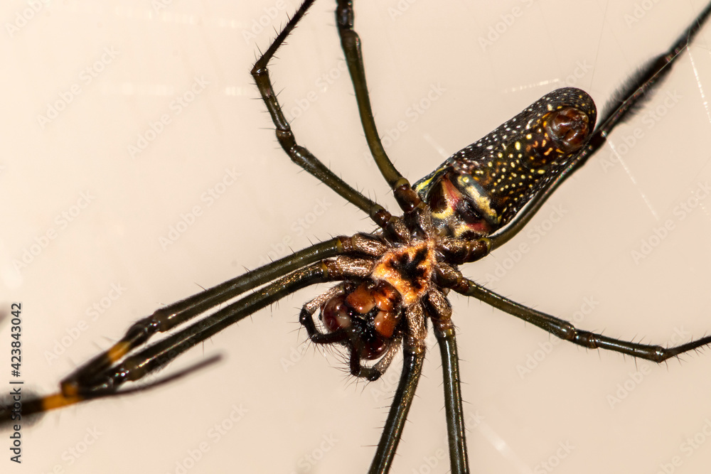 Golden silk orb weaver spider (Trichonephila clavipes) formerly known ...