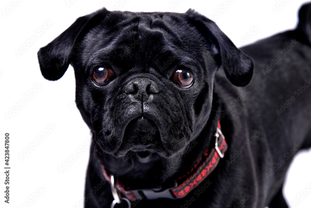Cara de perro Stock Photo | Adobe Stock
