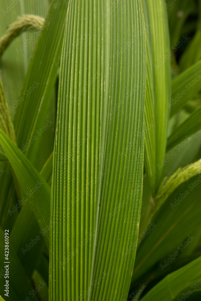 Leaf texture and pattern. Closeup view of Setaria sulcata, also known ...