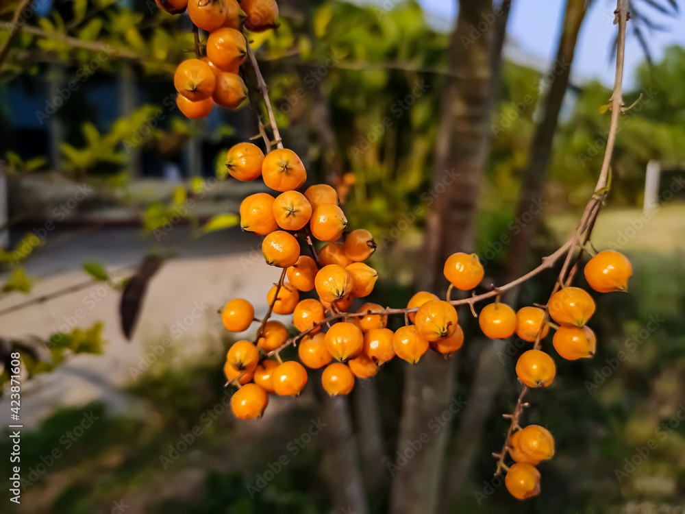 Duranta erecta is a species of flowering shrub in the verbena family ...