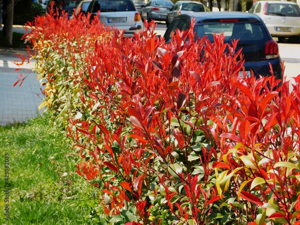 A photinia fraseri red robin hedge with red and green leaves, in a ...