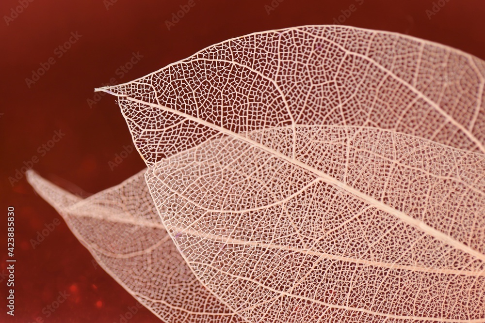 skeleton leaves.Skeletonized yellow leaf on red glitter background ...
