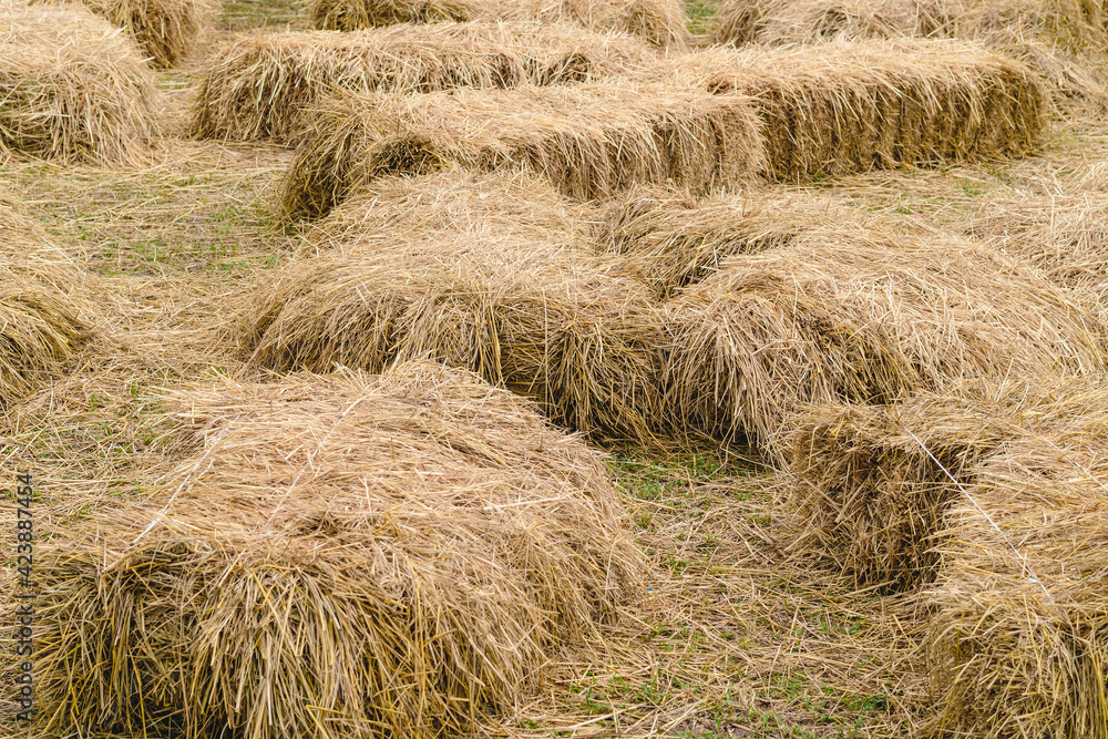 Seats and tables made from straw bales for event and party laid on lawn ...
